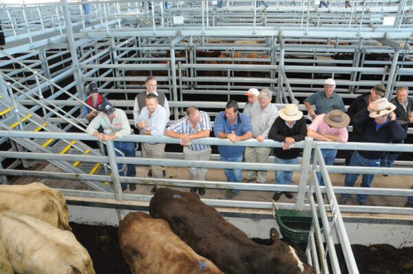 Western Australian Meat Industry - Muchea Livestock - WAMIA