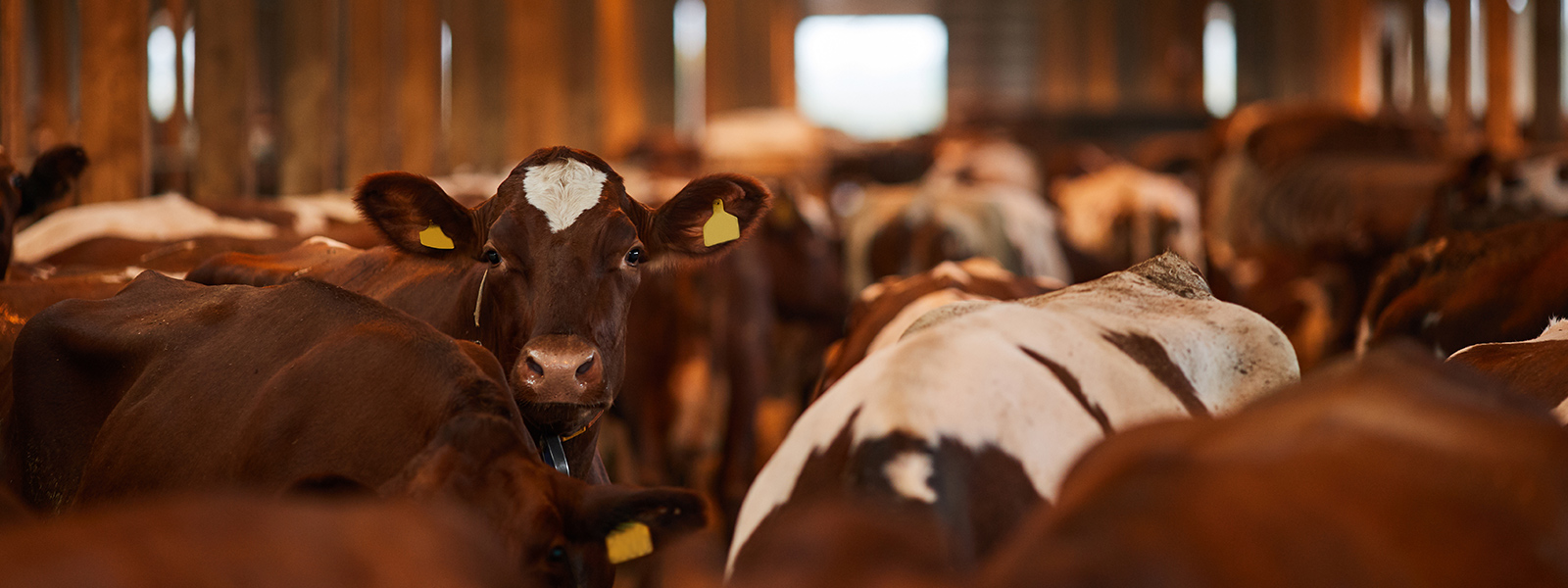 Apply to Construct an Abattoir - Wamia